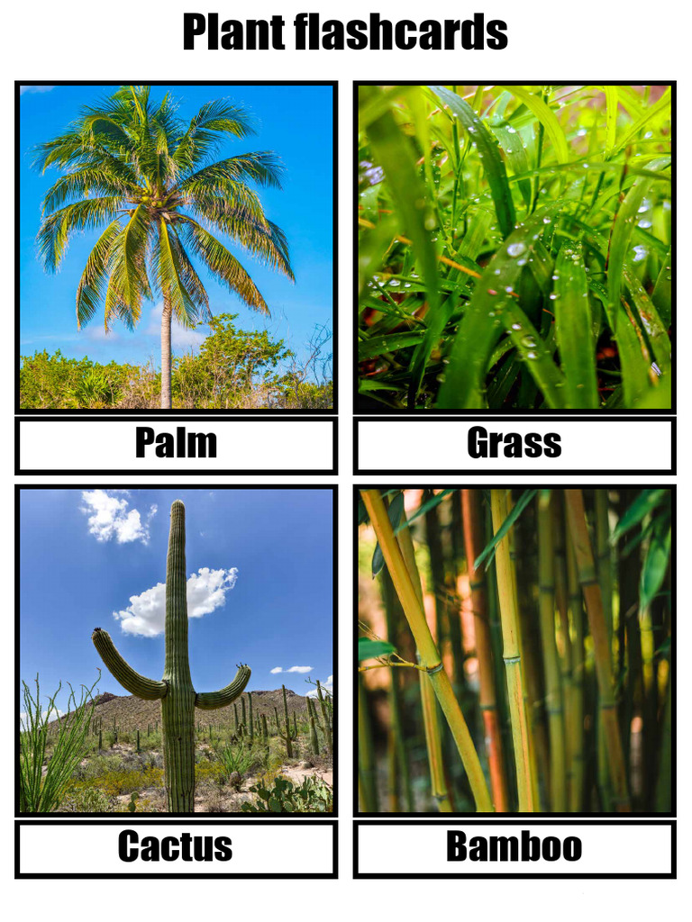 Plant Flashcards 1 | PDF