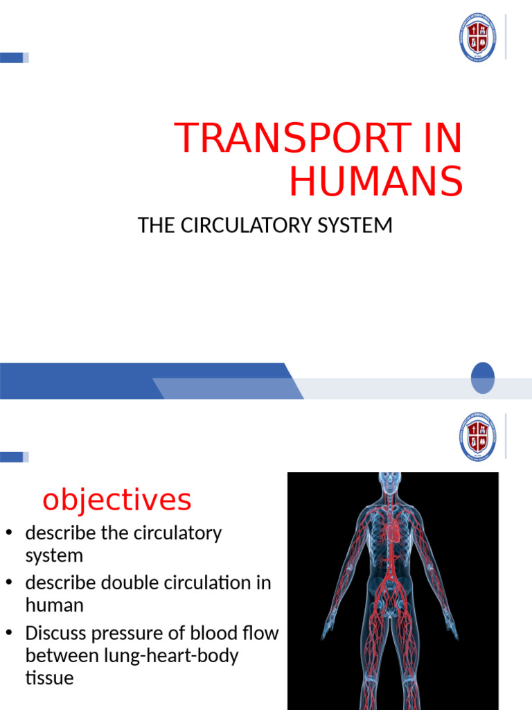 TRANSPORT IN HUMANS | PDF | Heart | Circulatory System