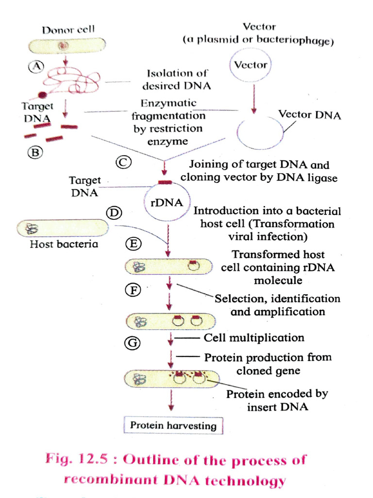 rDNA TECHNOLOGY (1) | PDF