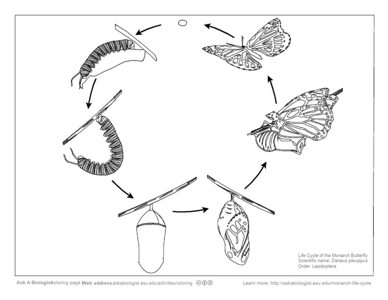 Monarch Butterfly Life Cycle Coloring Page | PDF
