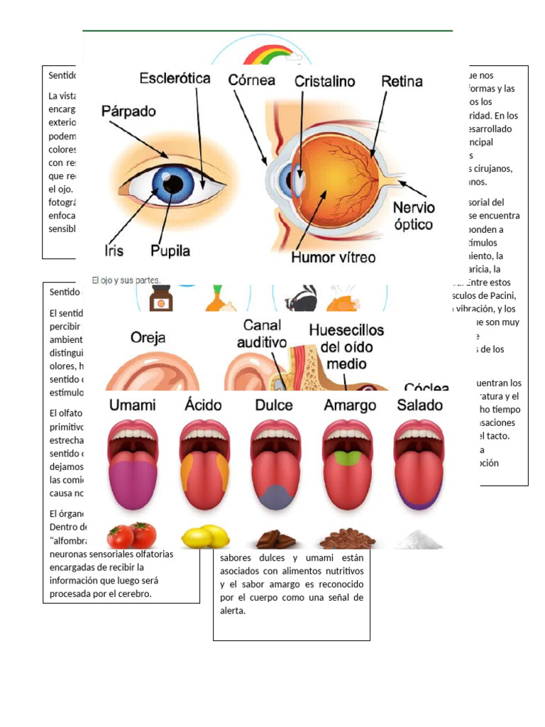 Funciones de los cinco sentidos | PDF | Sentidos | Gusto