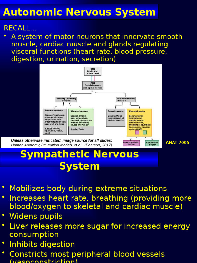 Autonomic Nervous System (NRS) | PDF | Autonomic Nervous System | Anatomy
