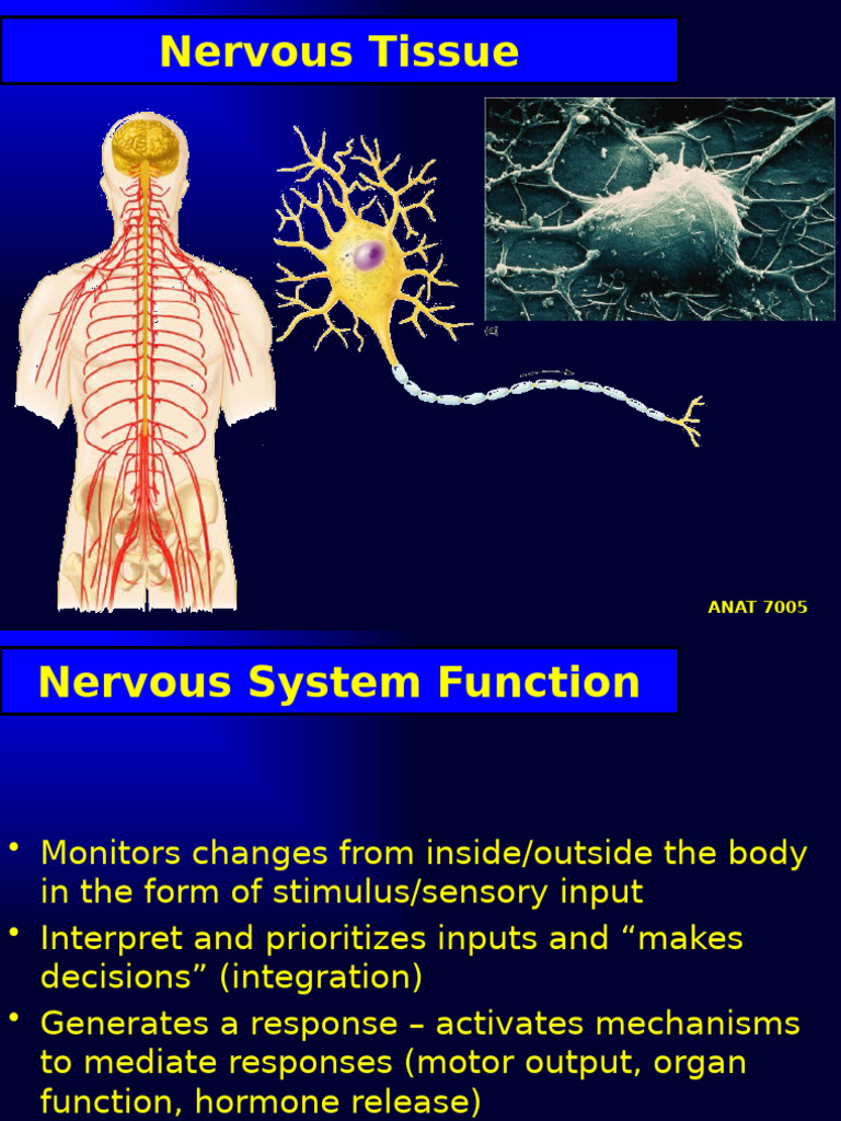 Nervous Tissue (NRS) - Online Class Slides | PDF | Nervous System ...