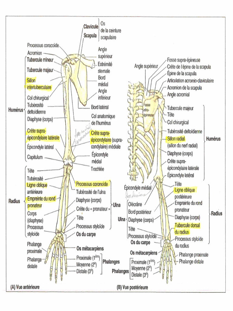 4.rèsumé Ostéologie (Schéma) | PDF