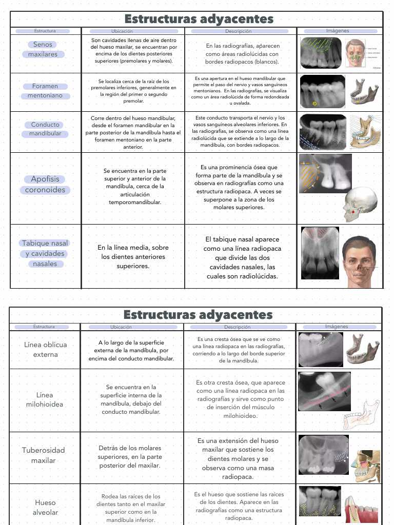 Estructuras Adyacentes en Radiografías | PDF | Anatomía humana