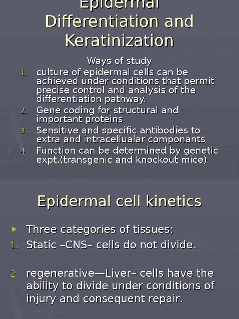 Epidermal Differentiation | PDF | Cytoskeleton | Proteins
