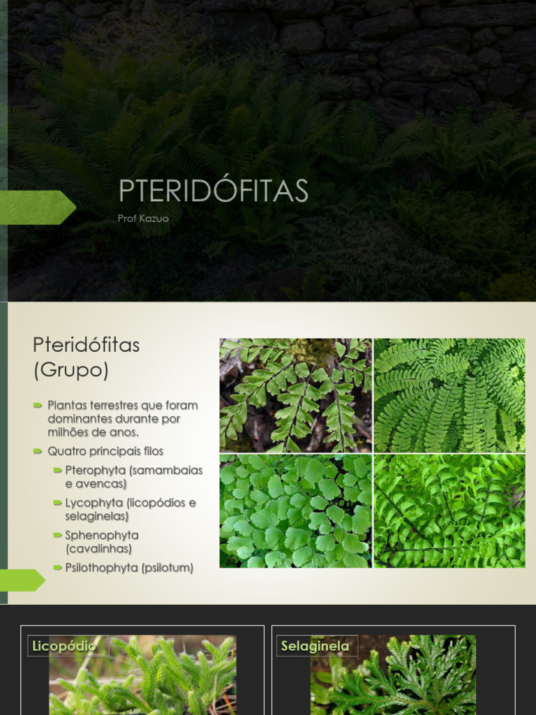 Estrutura e Reprodução das Pteridófitas | PDF | Samambaia | Plantas