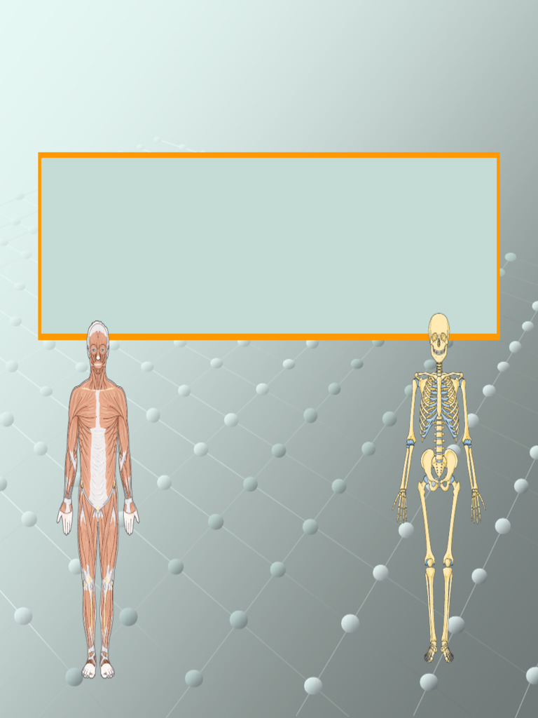 Fonction locomotrice et anatomie humaine | PDF | Vertèbre | Appareil ...
