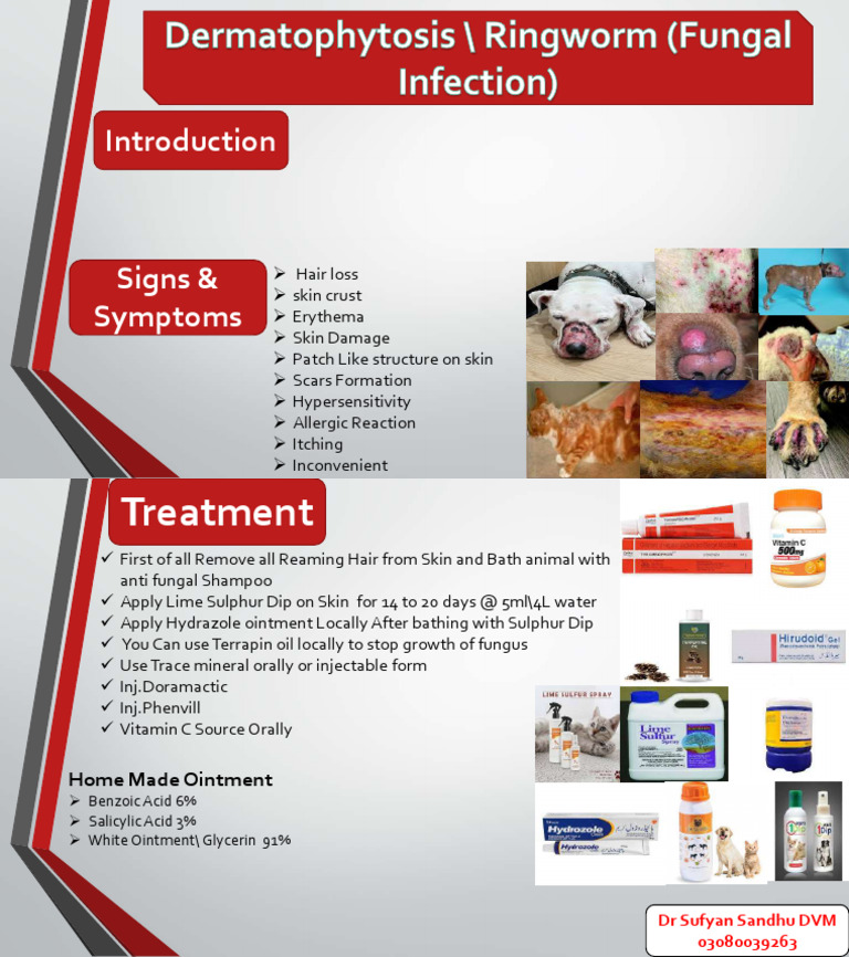 Dermatophytosis in Dogs & Cats (Ringworm) | PDF