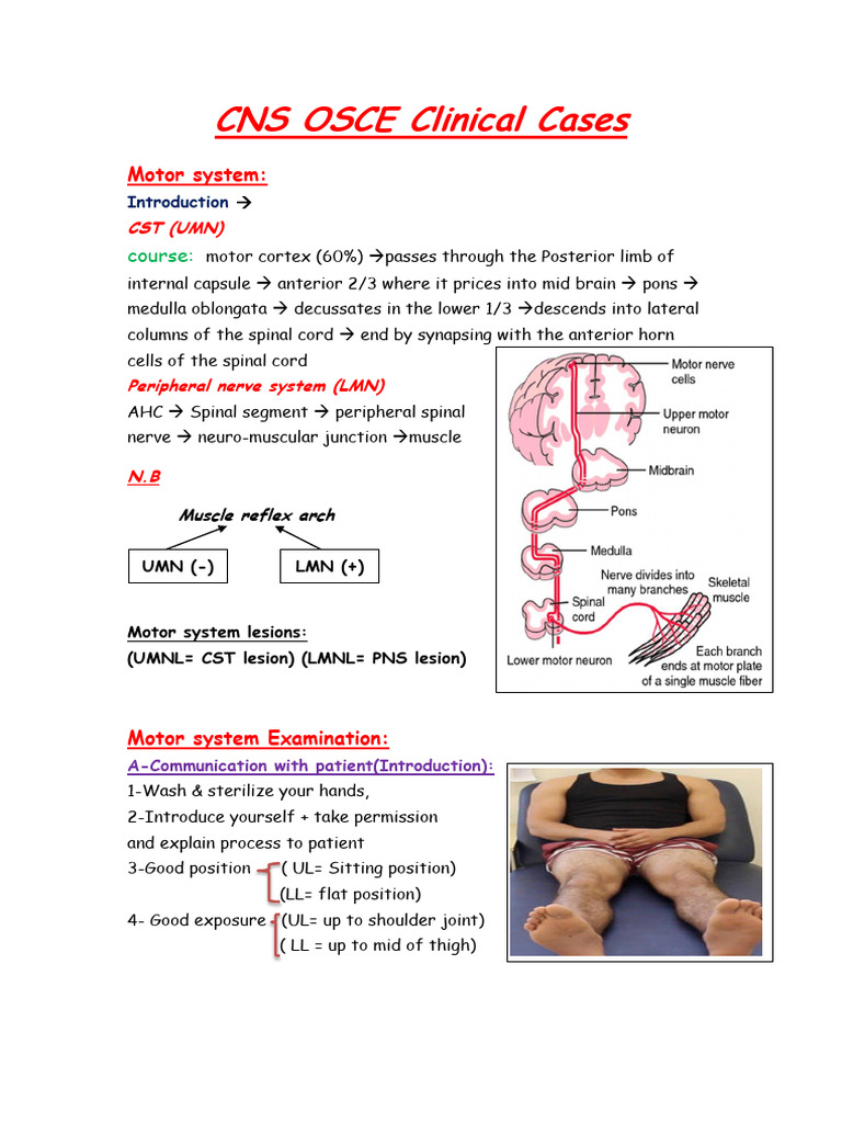 CNS ex | PDF | Motor Neuron | Spinal Cord