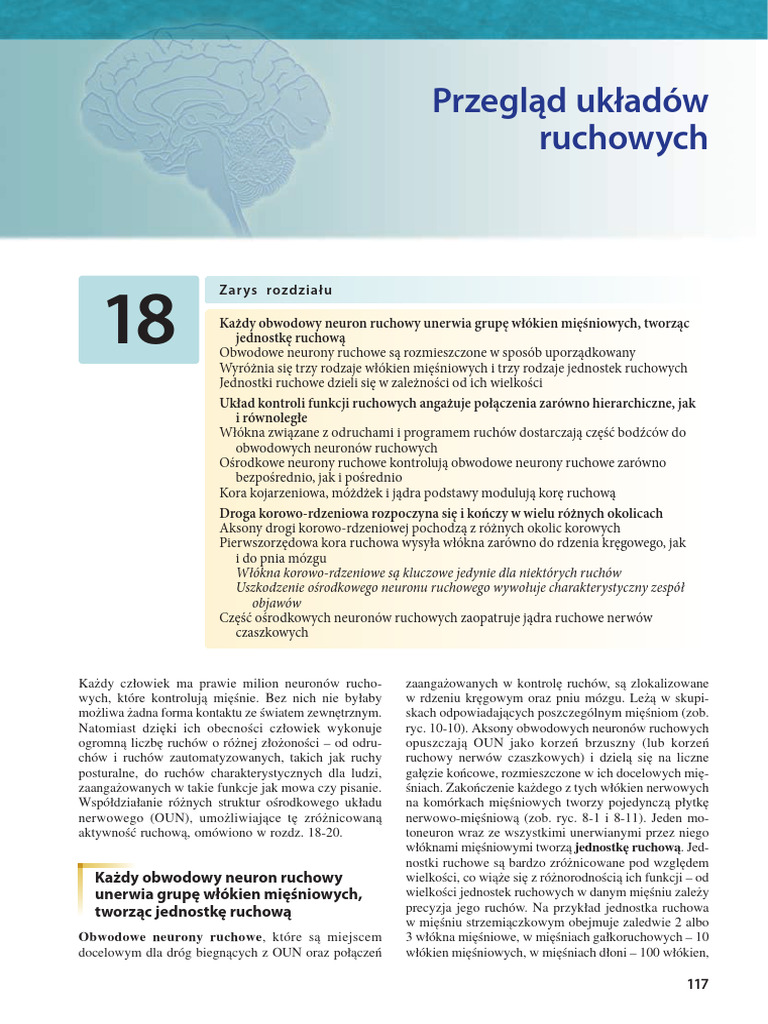 Human Brain T2 2 | PDF