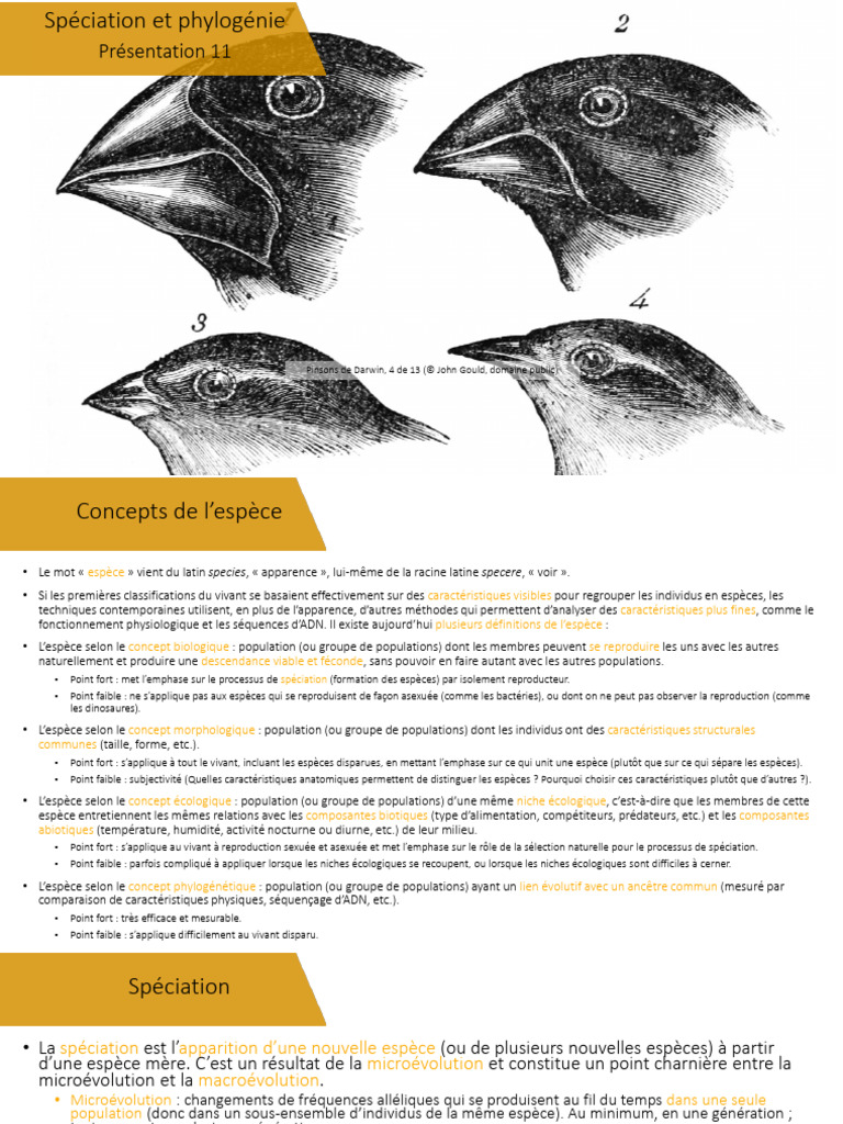 Spéciation et phylogénie des espèces | PDF | Espèces | Phylogenèse