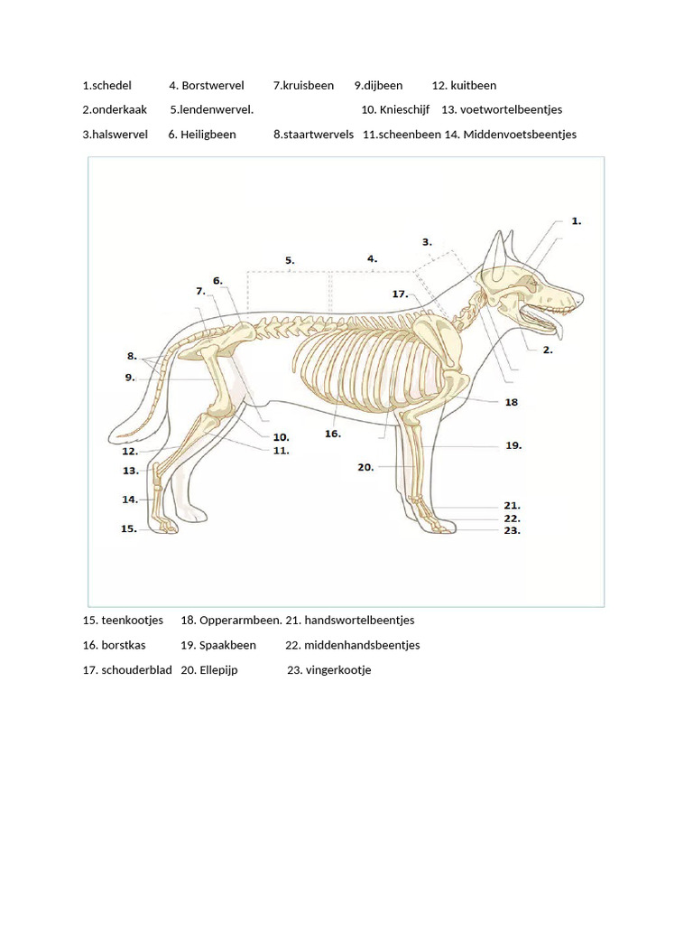 Skelet Hond | PDF
