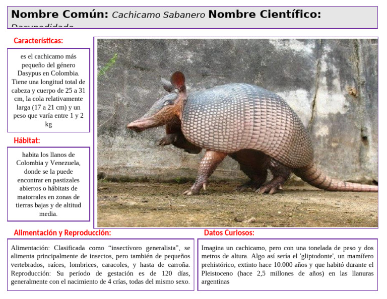 Cachicamo Sabanero: Hábitat y Alimentación | PDF
