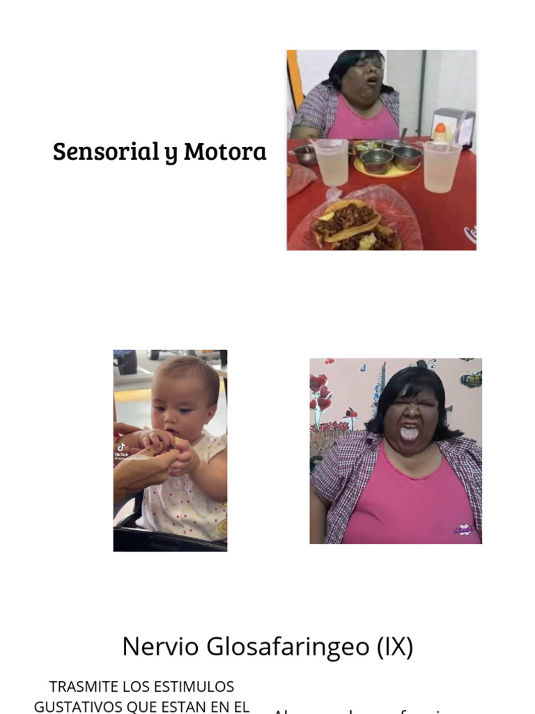 Nervio Glosofaringeo (Ix) - 20241010 - 121559 - 0000 | PDF