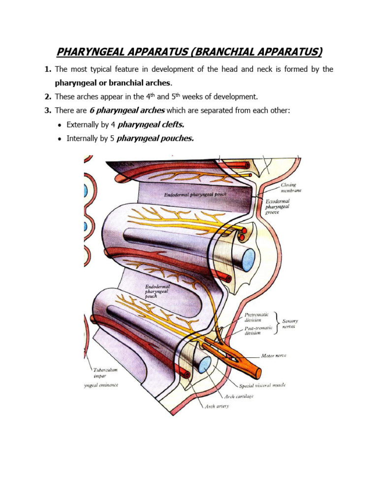 embryology of parathyroid | PDF