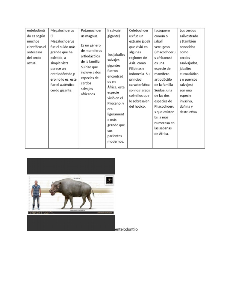 Megalochoerus: El cerdo gigante antiguo | PDF | Cerdo | Suina