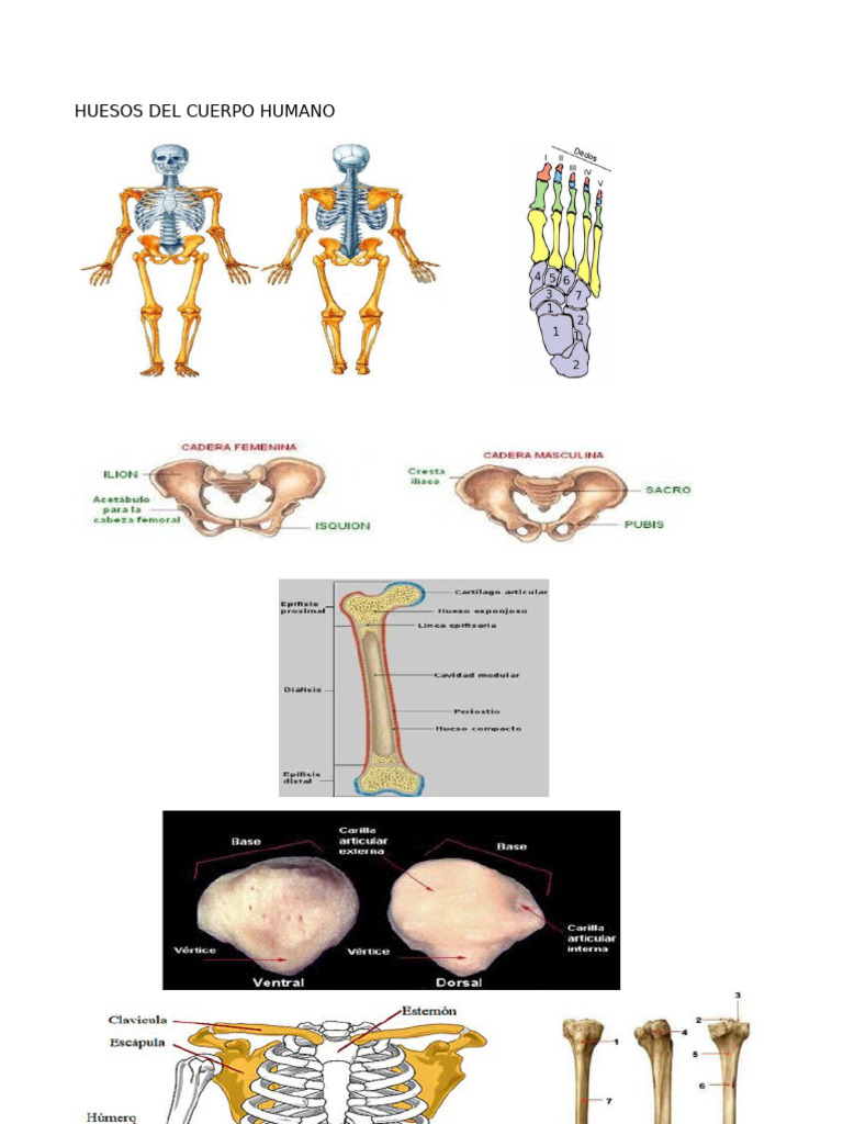HUESOS DEL CUERPO HUMANO | PDF