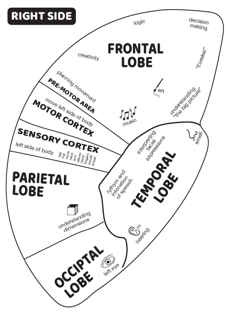 Brain Hemisphere Right Cut | PDF | Brain