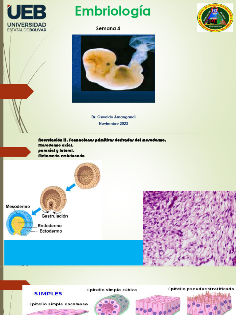 Neurulación y Mesodermo en Embriología | PDF | Embrión | Morfología ...