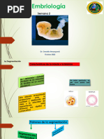 Origen Embrionario de Los Tejidos | PDF | Embrión | Biología del desarrollo