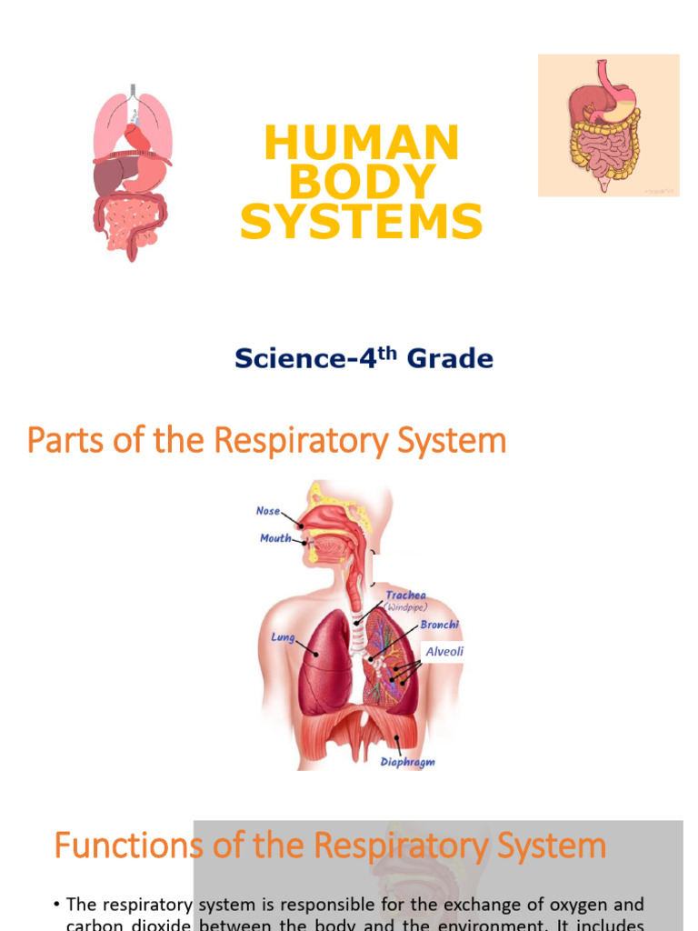 4th Grade Human Body Systems Guide | PDF | Respiratory Tract ...