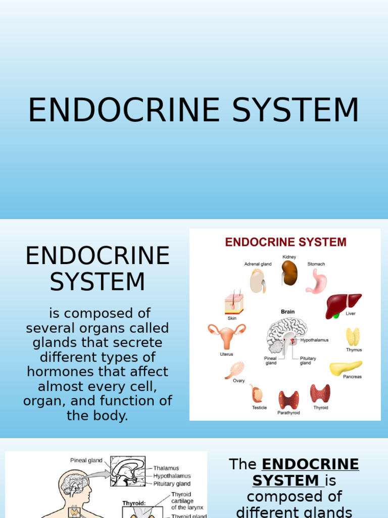 Lesson 4. Endocrine System | PDF | Human Body | Luteinizing Hormone