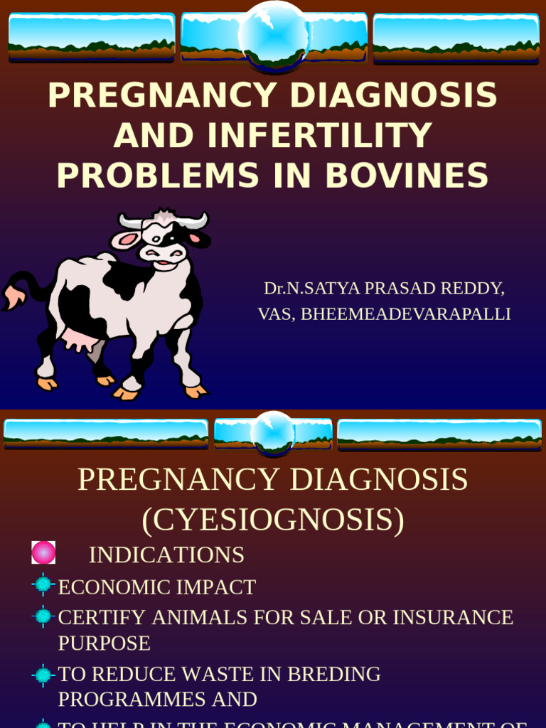 Bovine Pregnancy Diagnosis & Infertility Issues | PDF | Uterus | Pregnancy