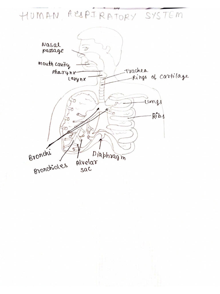 Human Respiratory System | PDF
