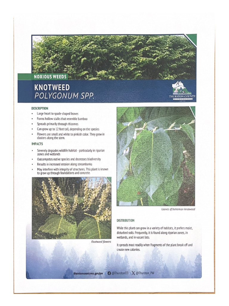 KNOTWEED | PDF