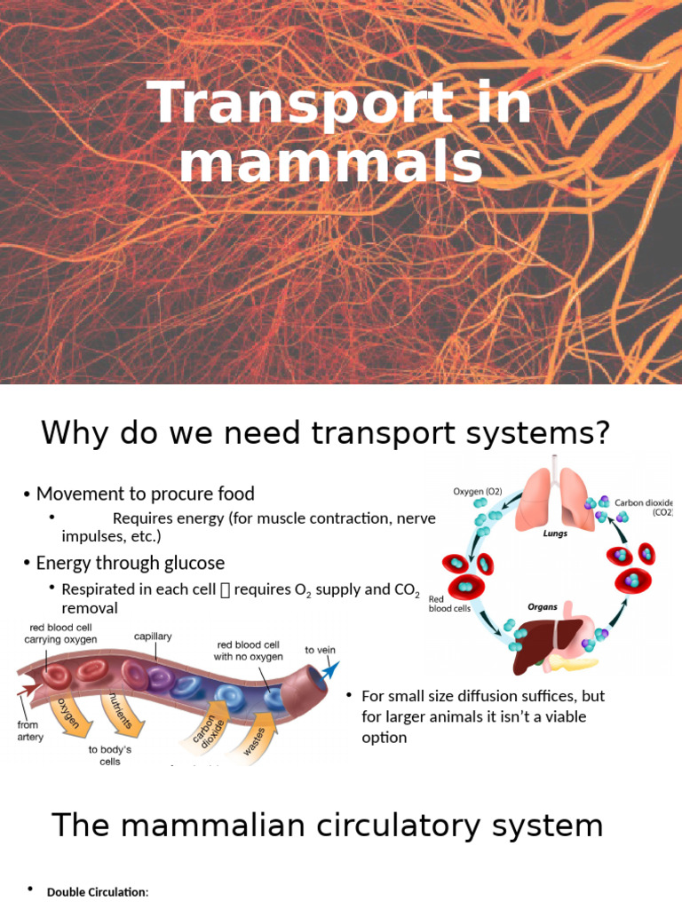 Transport in Mammals | PDF | Artery | Vein