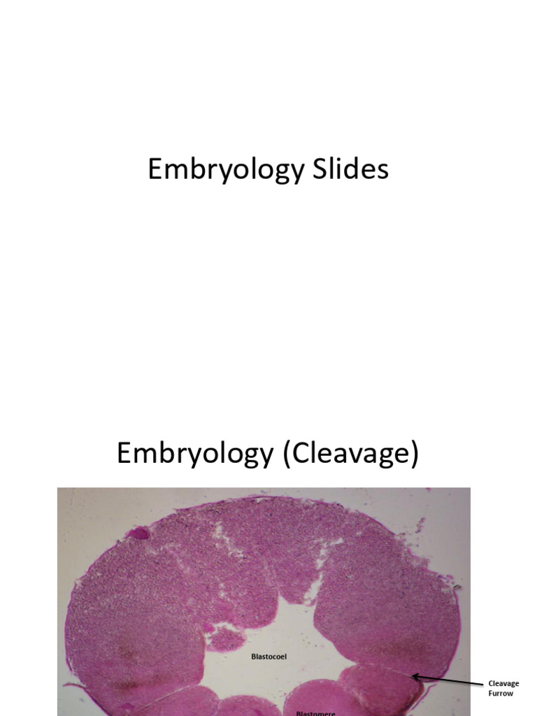 Embryology Slides: Chick Development | PDF