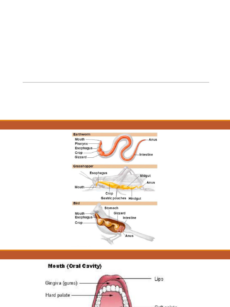 Digestive System: Mechanisms & Health | PDF | Pancreas | Digestion