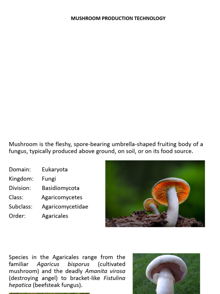 Mushroom | PDF | Mushroom | Mycology