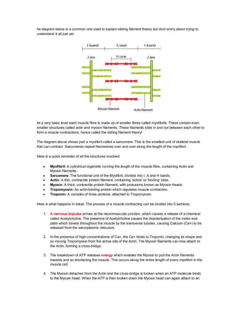 He Diagram Below Is A Common One Used To Explain Sliding Filament ...