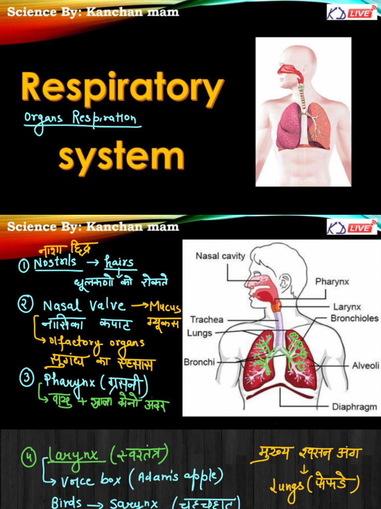 Respiratory System Class PDF by Kanchan Mam | PDF