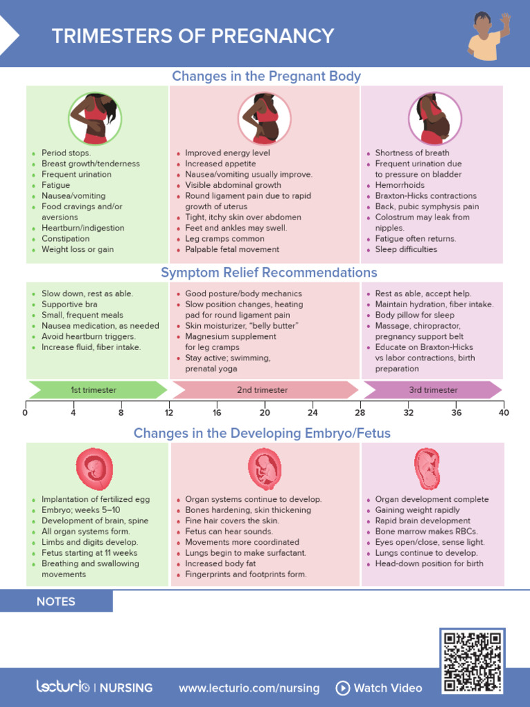 Pregnancy Trimesters: Symptoms & Changes | PDF | Pregnancy | Abdomen