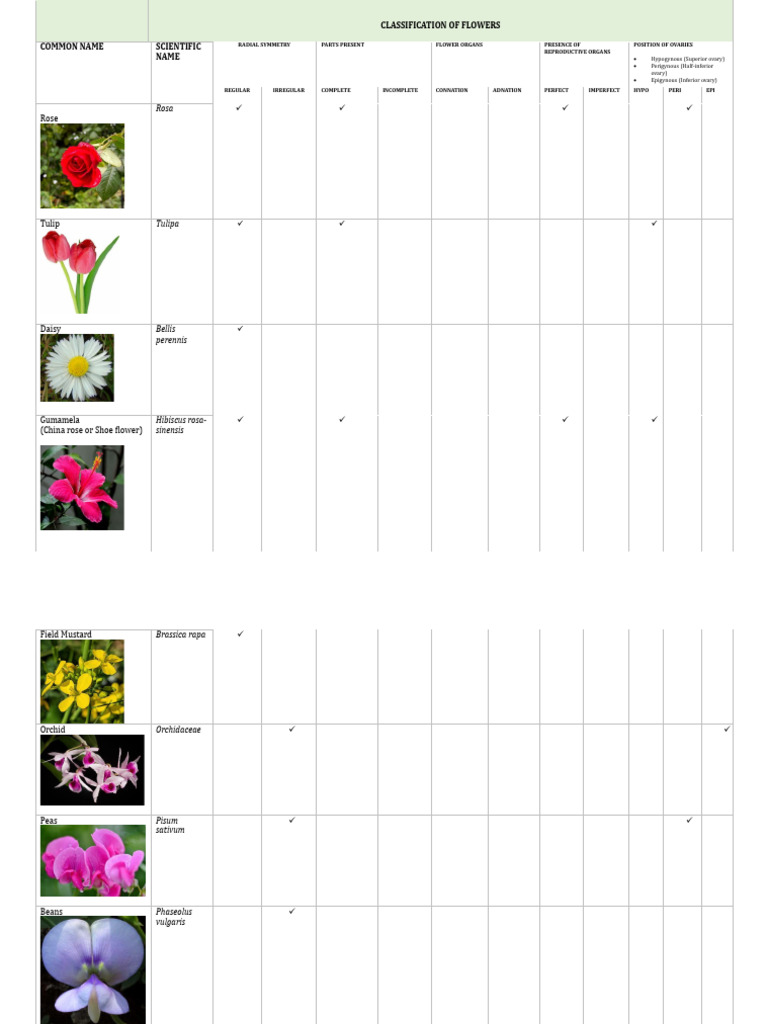 Anatomy Flowers | PDF | Diseases And Disorders