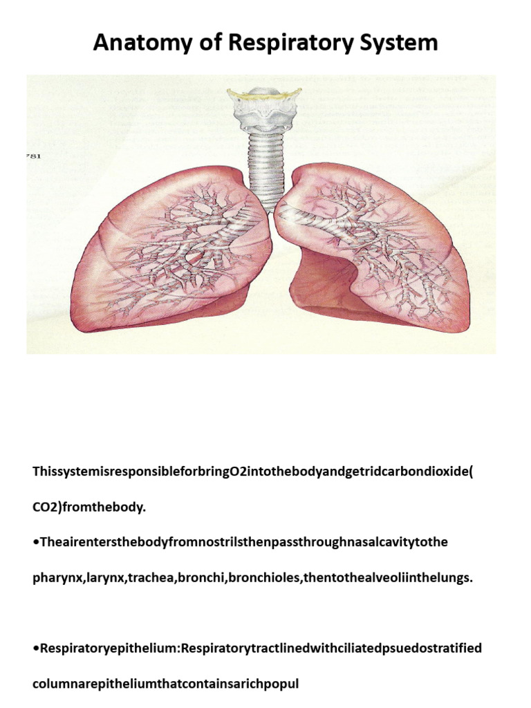 Overview Of The Respiratory System Pdf Human Nose Lung