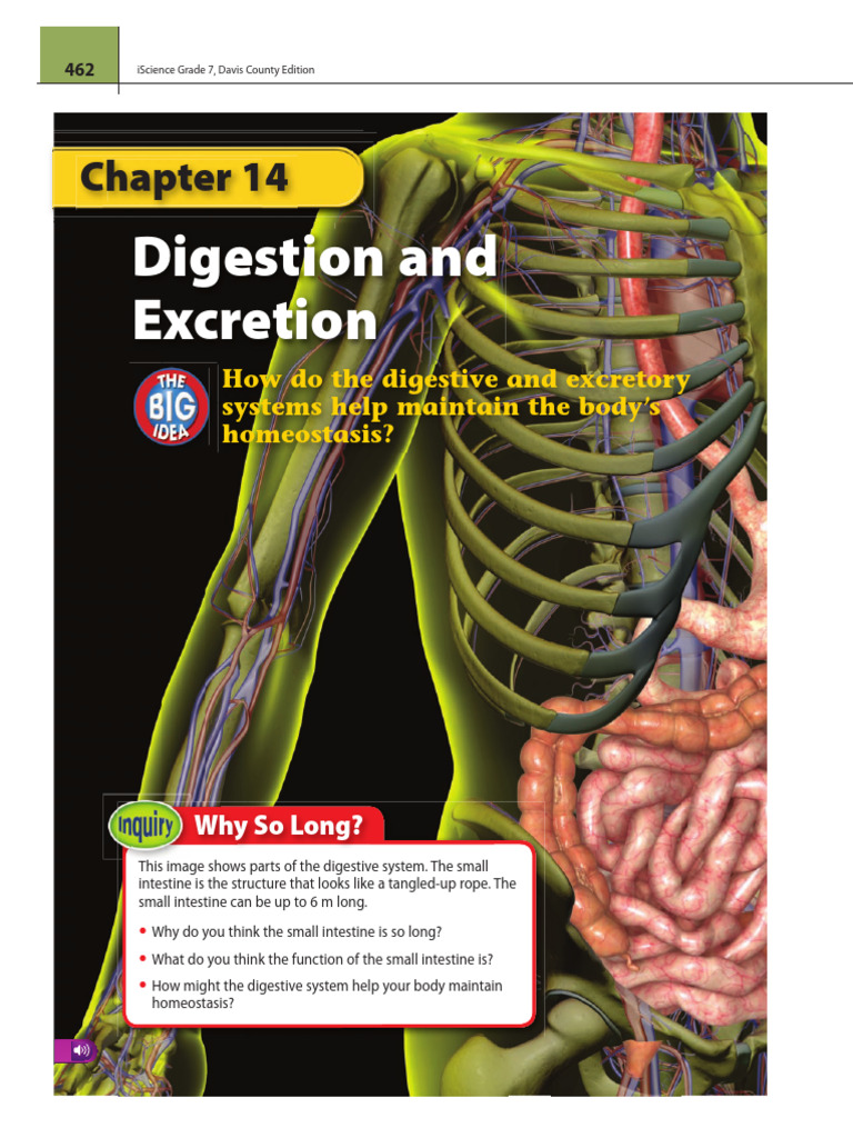 14 Digestion And Excretion Pdf Stomach Digestion