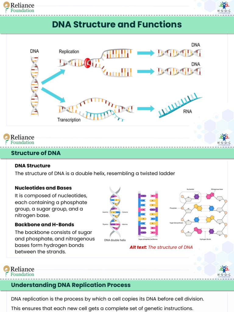 DNA Structure and Functions | PDF