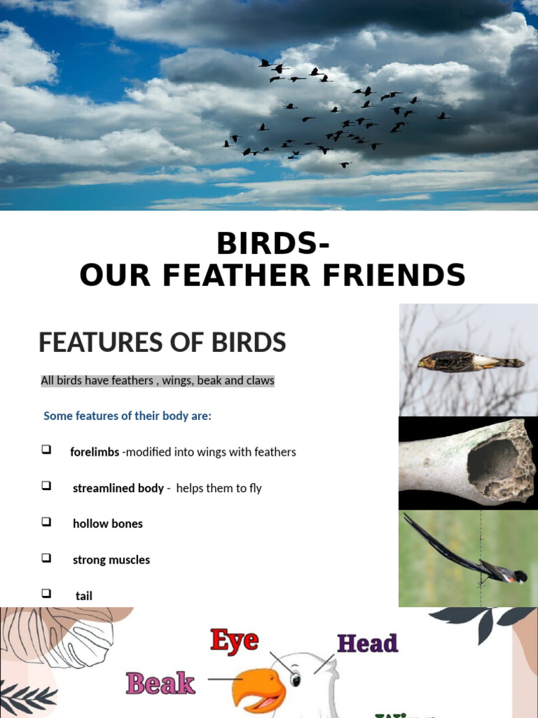 Birds - Our Feather Friends | PDF