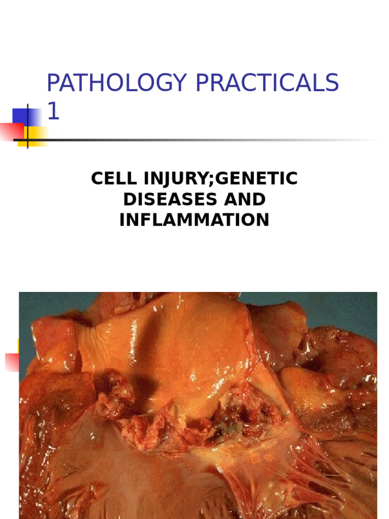 (Answered) PATHOLOGY PRACTICALS-INFLAMMATION Modified | PDF | Thyroid | Hepatitis