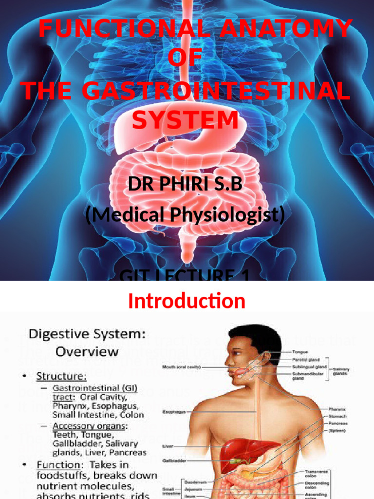 Functional Anatomy of the GI System | PDF