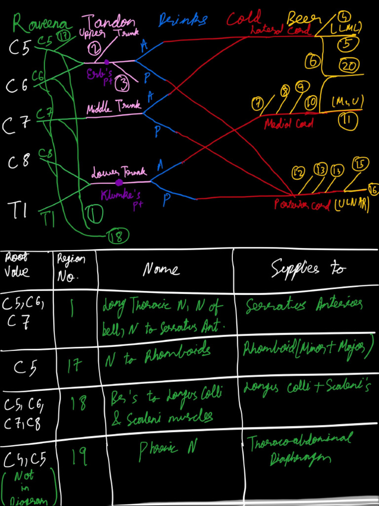 Brachial Plexus | PDF