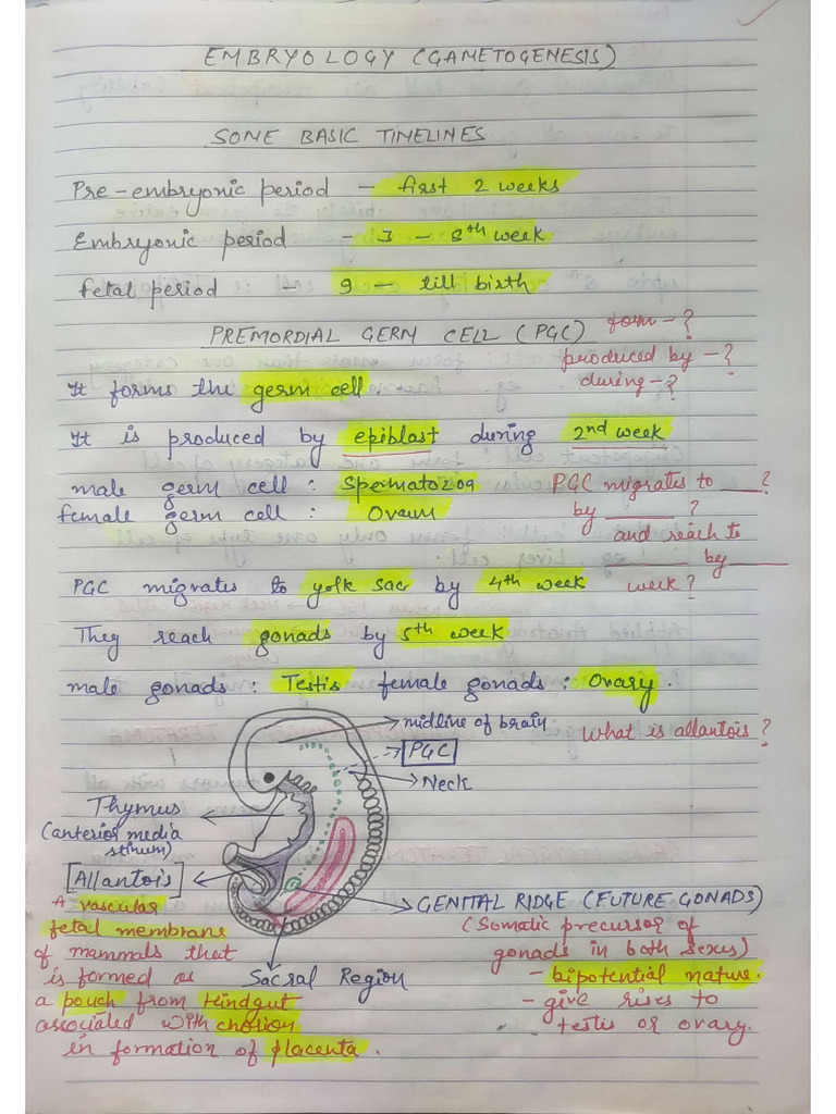 Embryology Notes | PDF