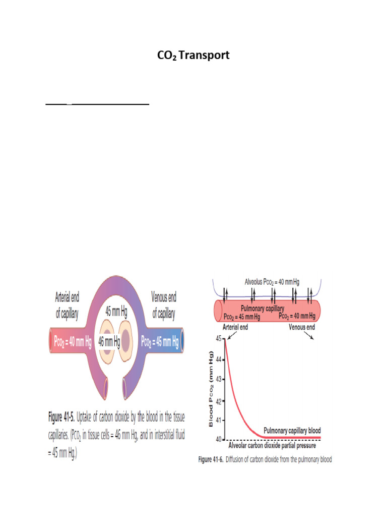 CO2 Transport | PDF | Red Blood Cell | Blood