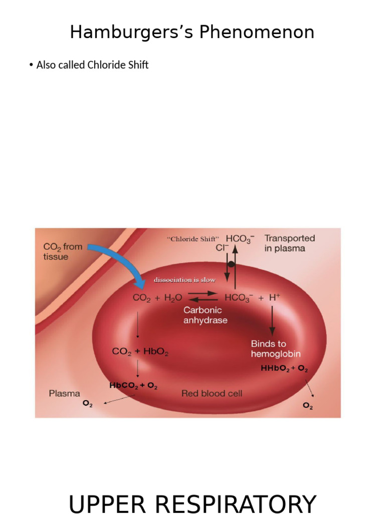 Respiratory Disorders | PDF | Pneumonia | Lung