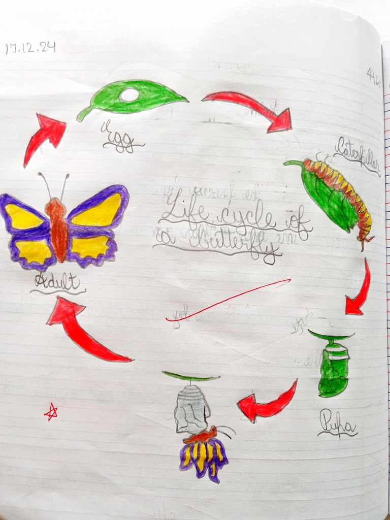 Ch-19 (Animal Life - Reproduction in Animals) | PDF