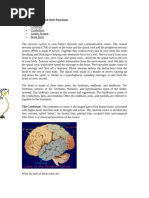 Brain Parts and Mnemonics Guide | PDF | Cerebral Hemisphere | Cerebral ...
